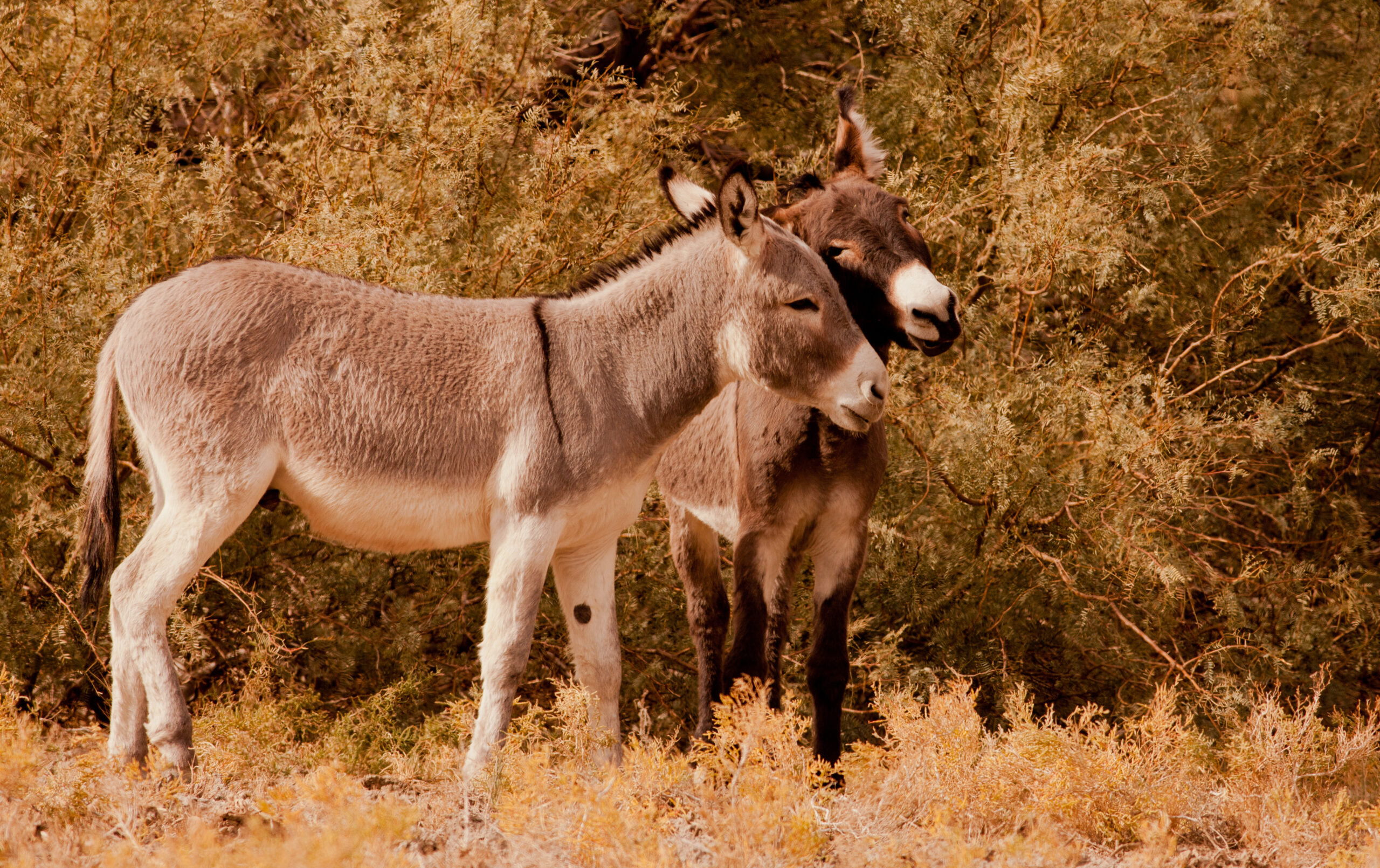 The History of Donkeys in America - Grit